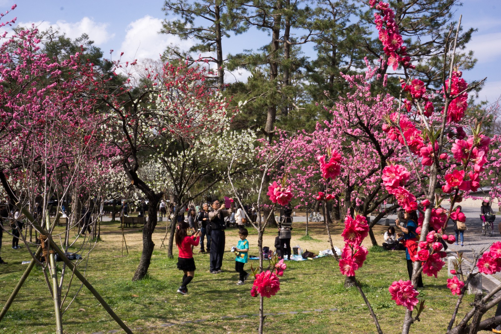 What are sakura? – Karagis Adventures